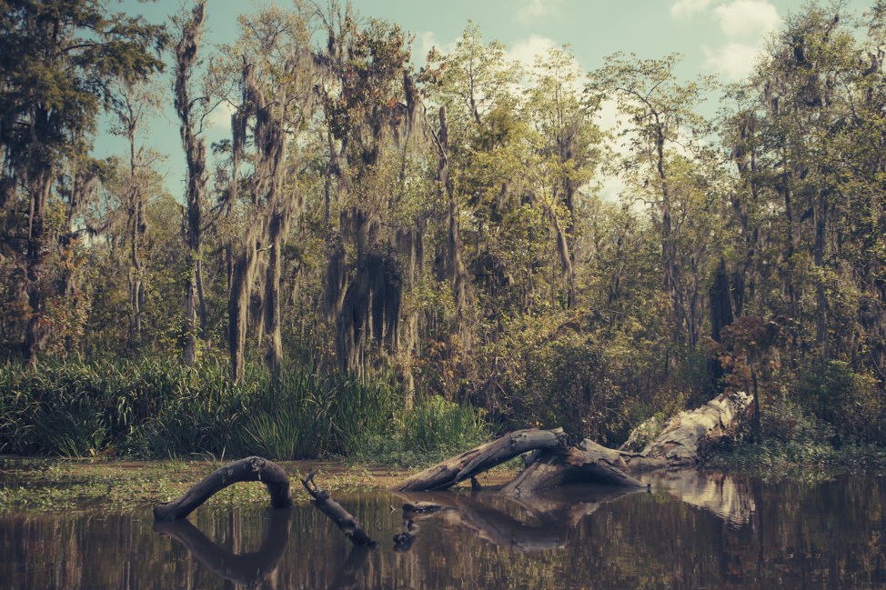 SWAMPLAND - P H I L L I P V A N